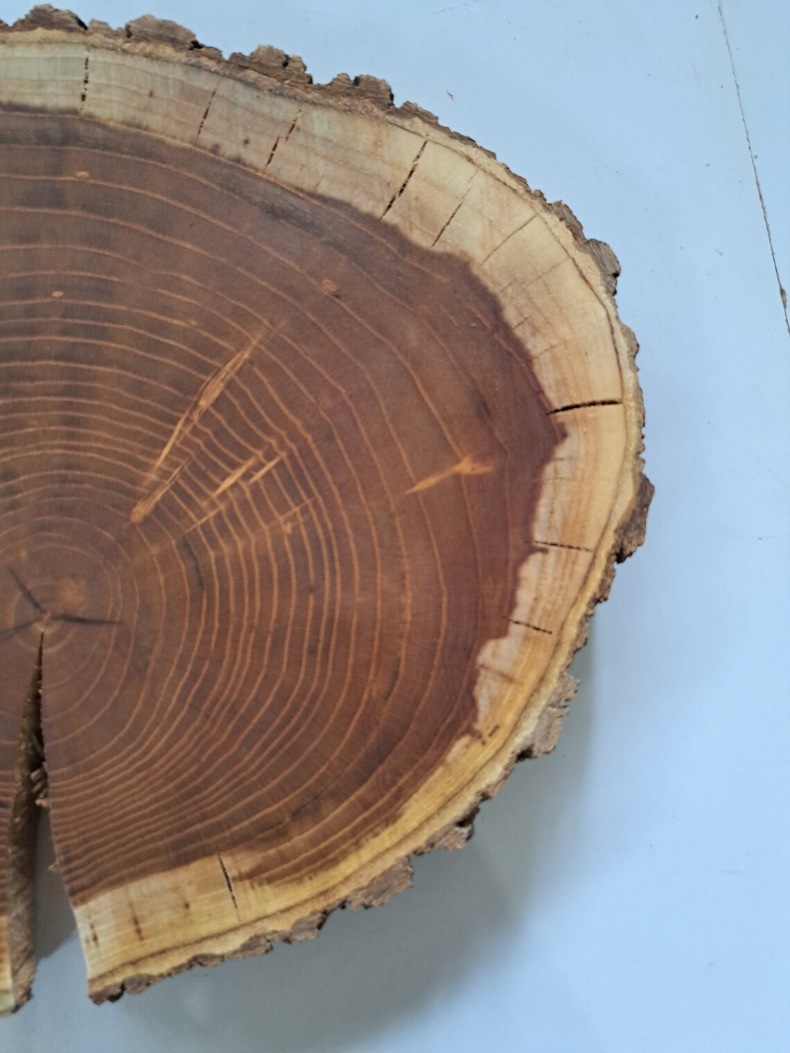 Mulberry Wood Log Slice Live Edge Cookie Naturel Round Tree - Etsy