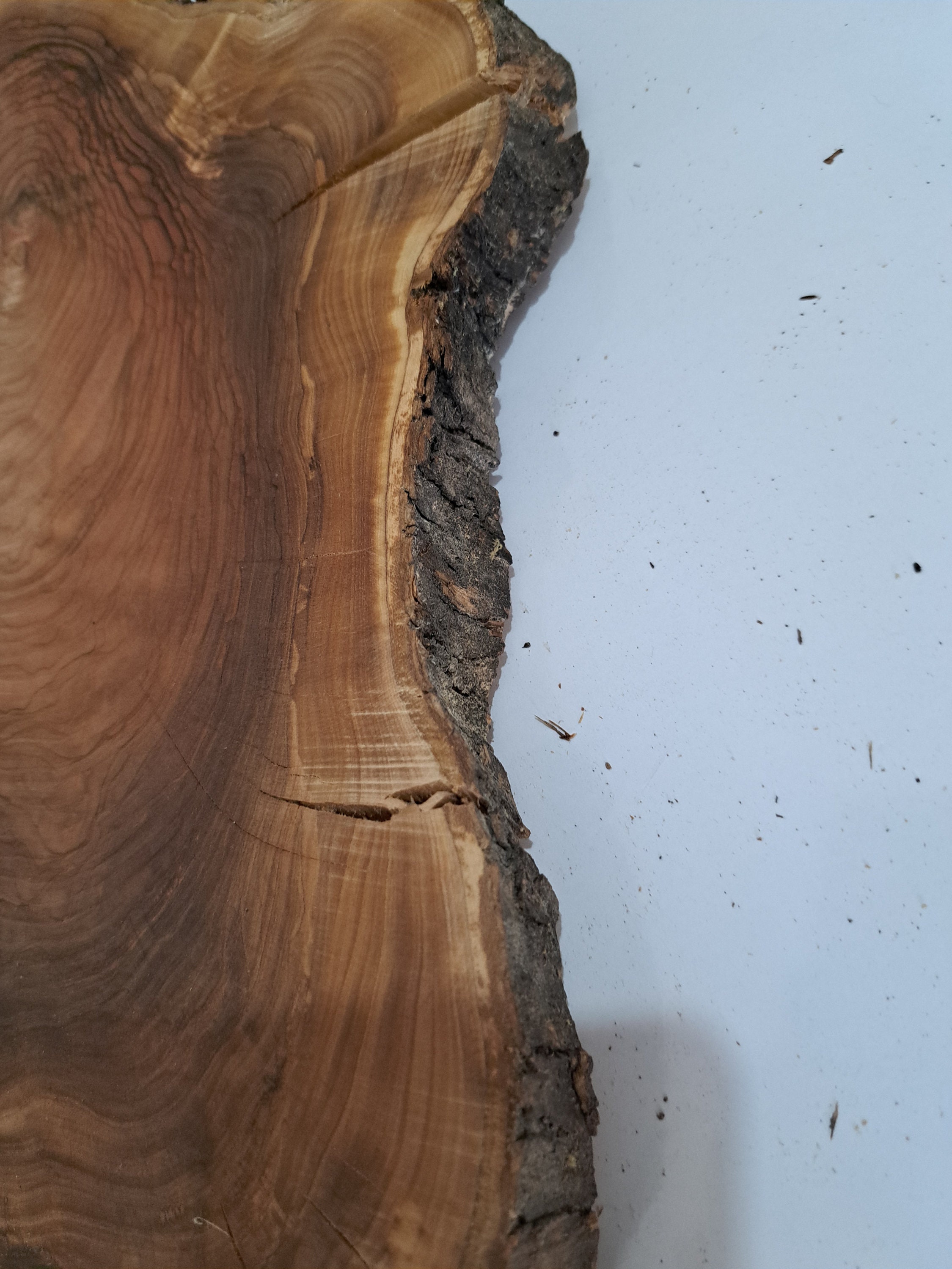 Olive Live Edge Wood Slab Olive Live Edge Log Wood Cookie Burl Slice ...