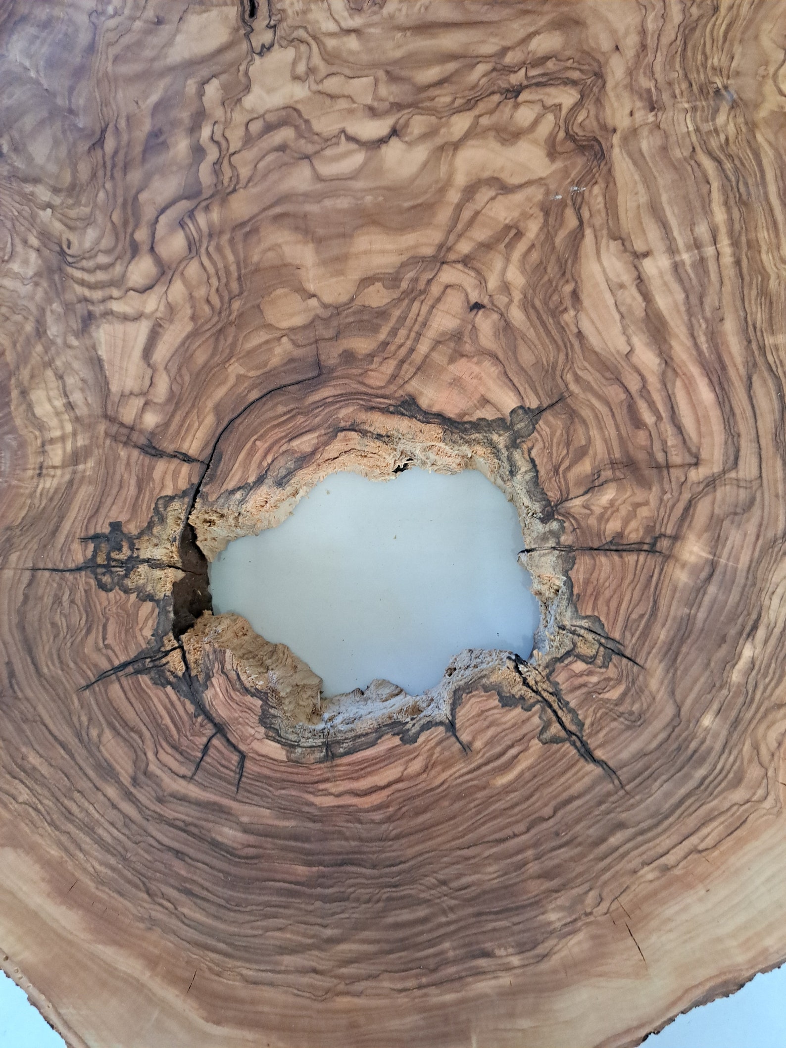 28" Olive Live Edge Wood Slab Live Edge Olive Burl Hole Wood Slice Huge ...