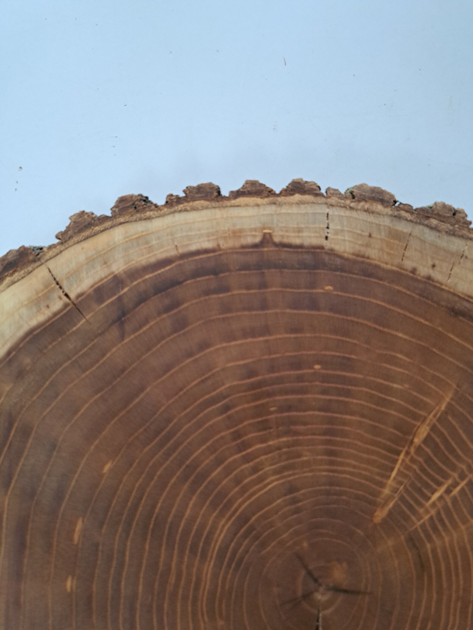 Mulberry Wood Log Slice Live Edge Cookie Naturel Round Tree - Etsy