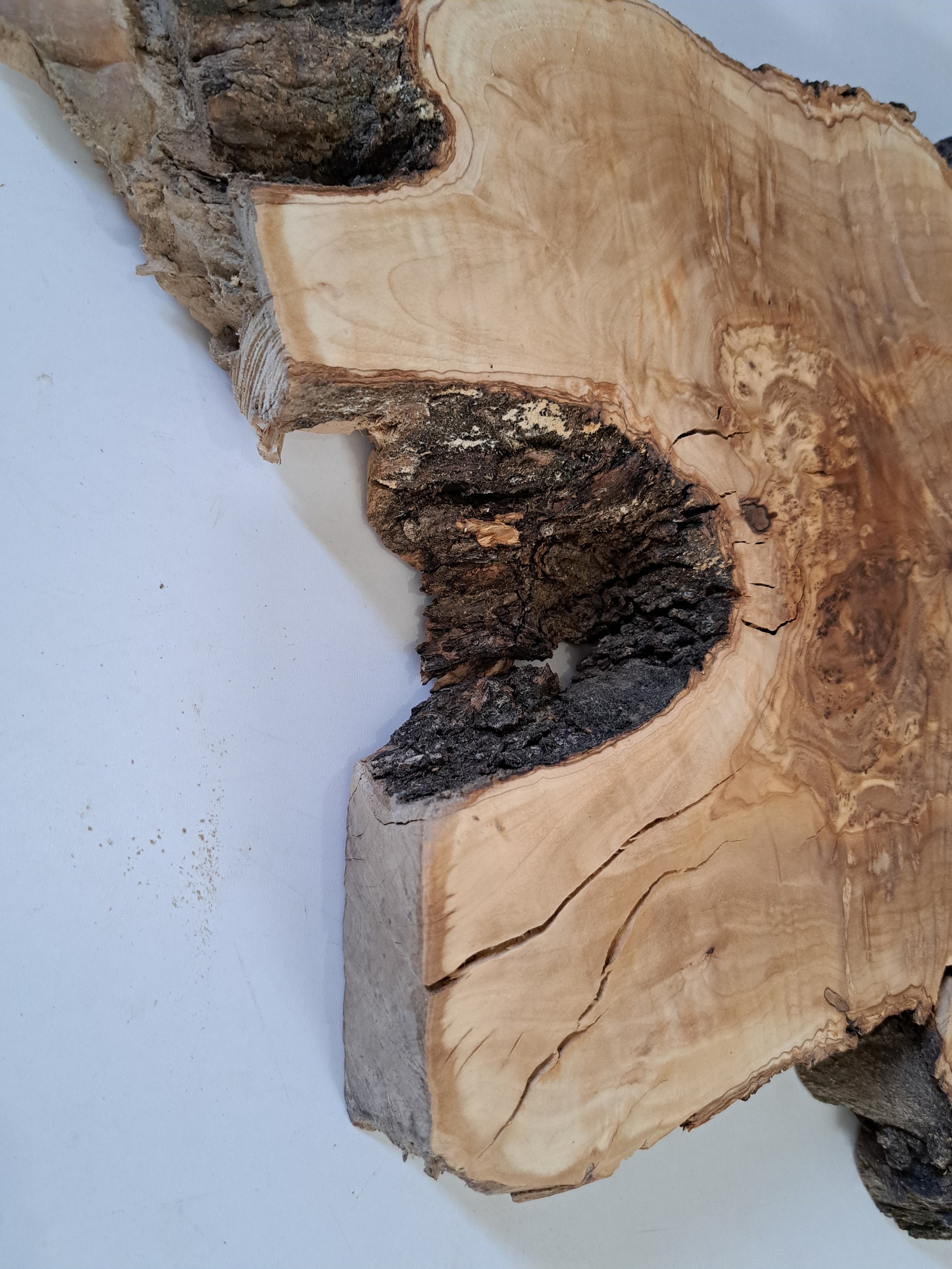 29 Olive Live Edge Wood Slab Live Edge Olive Burl Hole Wood Slice Huge ...