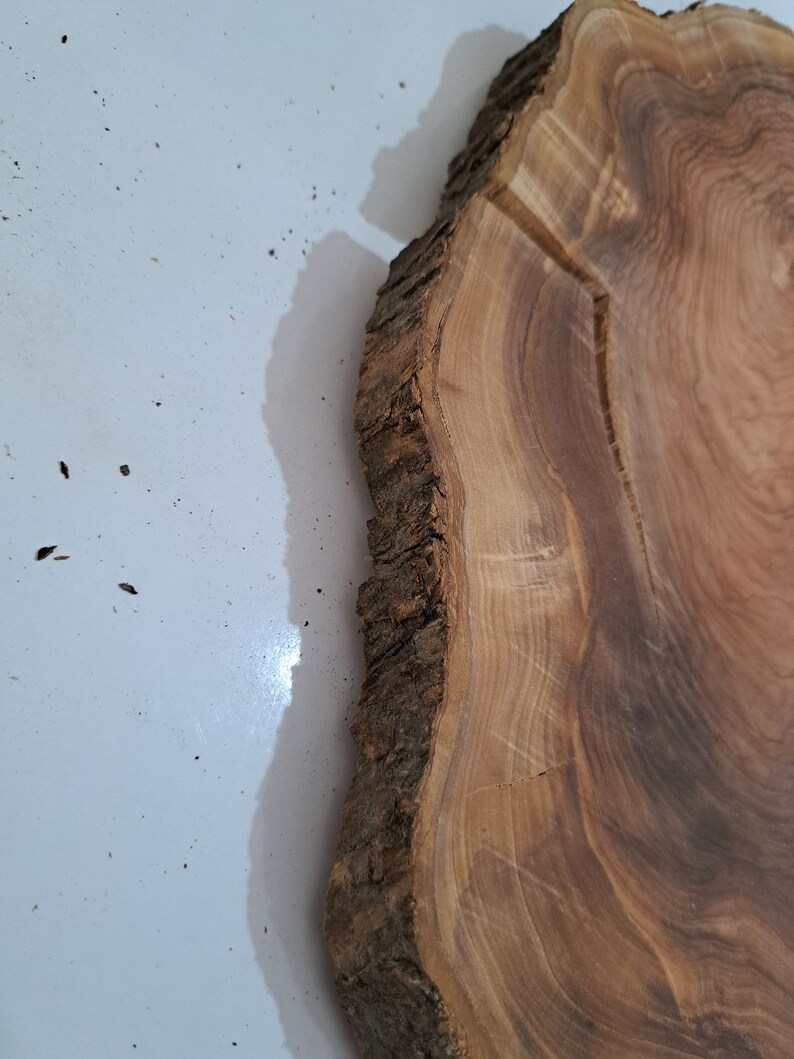 Olive Live Edge Wood Slab Olive Live Edge Log Wood Cookie Burl Slice ...