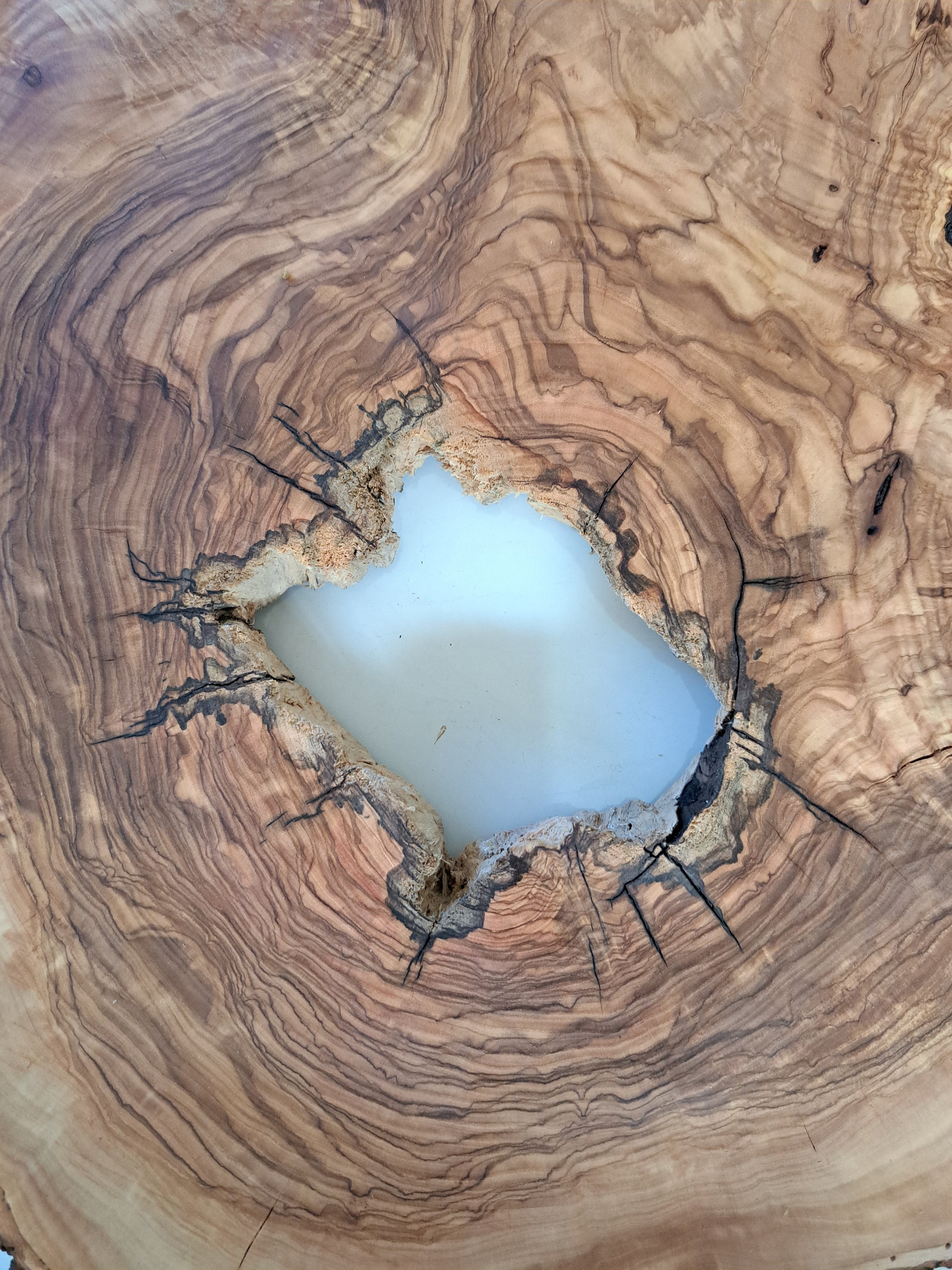 26 Olive Live Edge Wood Slab Live Edge Olive Burl Hole Wood Slice Huge ...