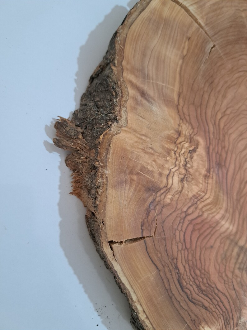 Olive Live Edge Wood Slab Olive Live Edge Log Wood Cookie Burl Slice ...