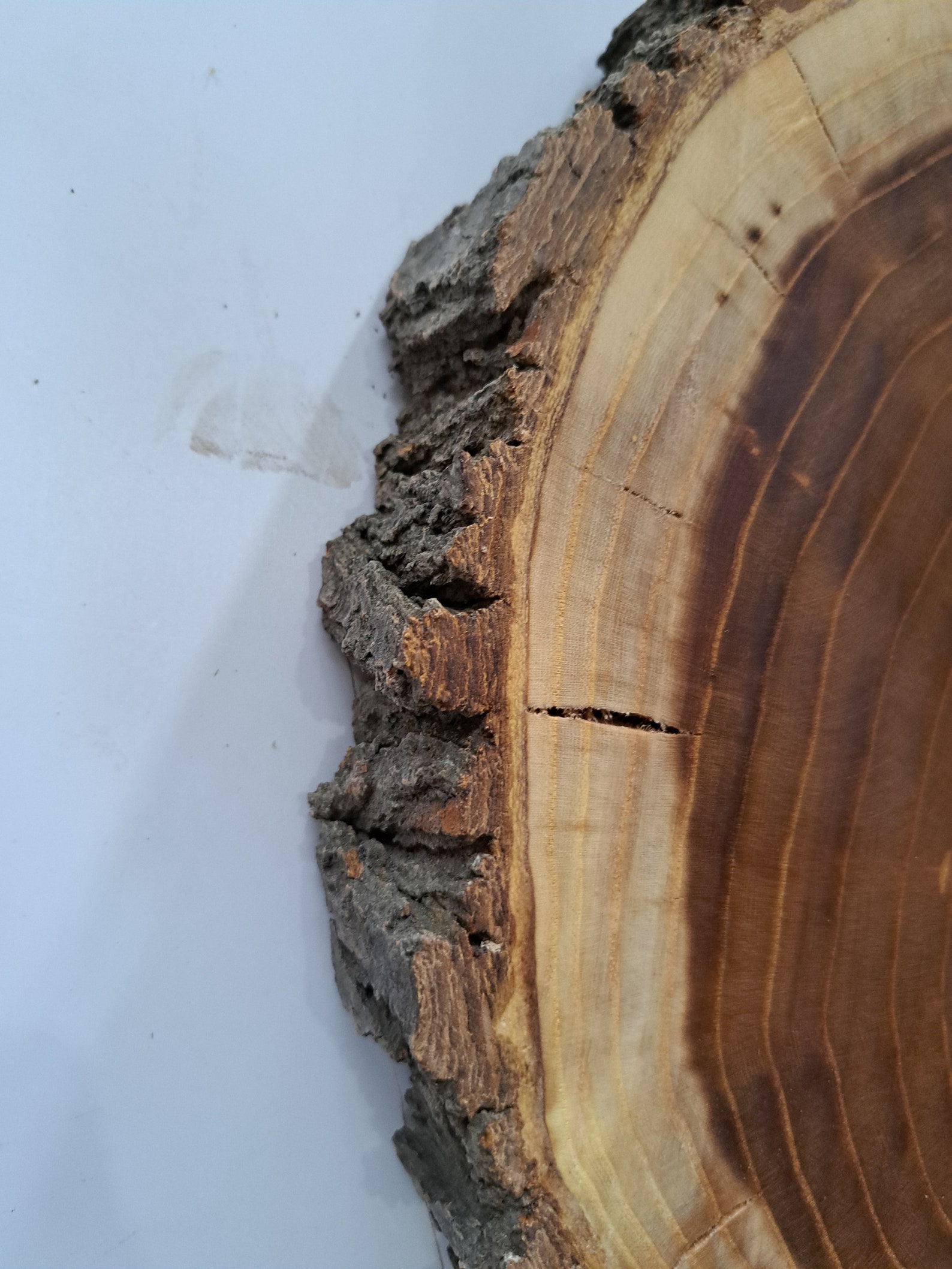 Mulberry Wood Log Slice Live Edge Cookie Naturel Round Tree - Etsy