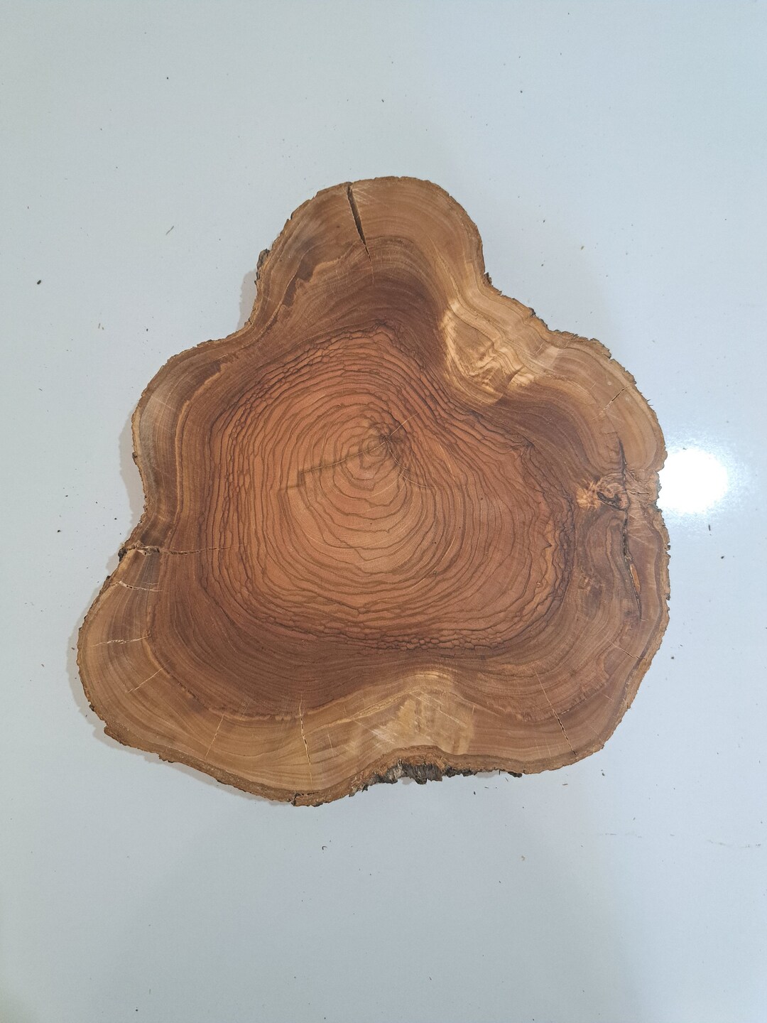 Olive Live Edge Wood Slab Olive Live Edge Log Wood Cookie Burl Slice ...