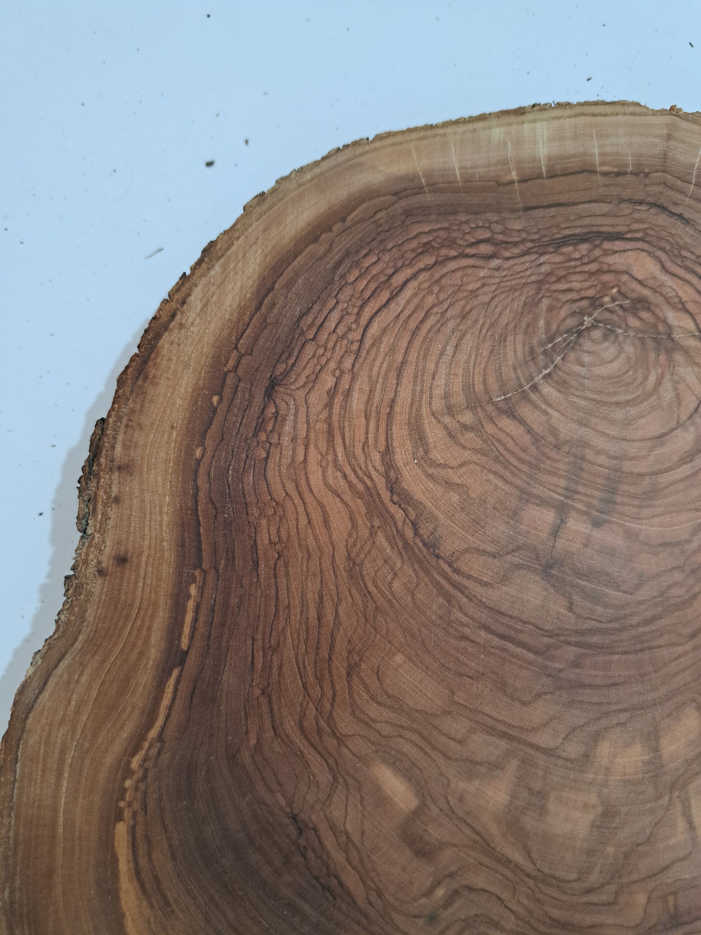 Olive Live Edge Wood Slab Olive Live Edge Log Wood Cookie Burl Slice ...