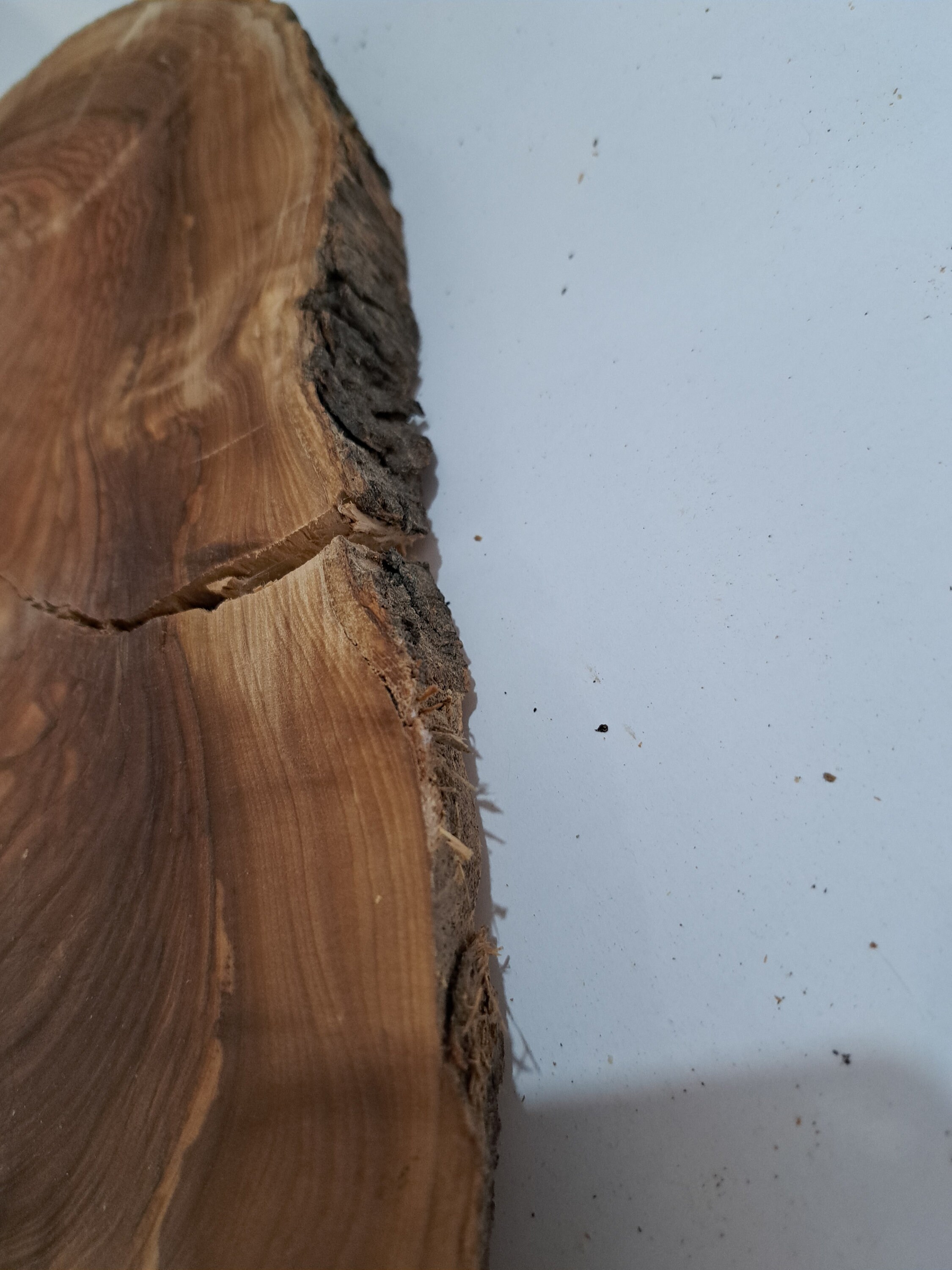 Olive Live Edge Wood Slab Olive Live Edge Log Wood Cookie Burl Slice ...