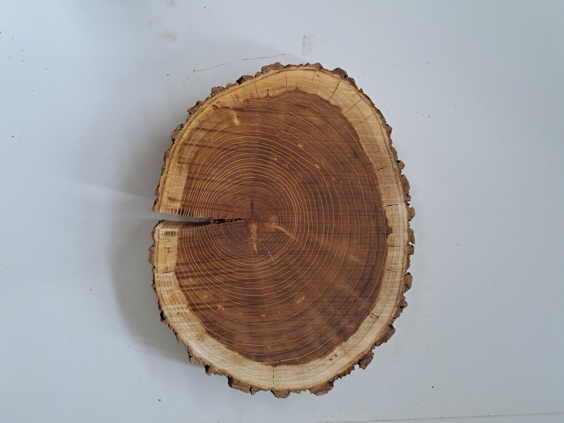 Mulberry Wood Log Slice Live Edge Cookie Naturel Round Tree - Etsy