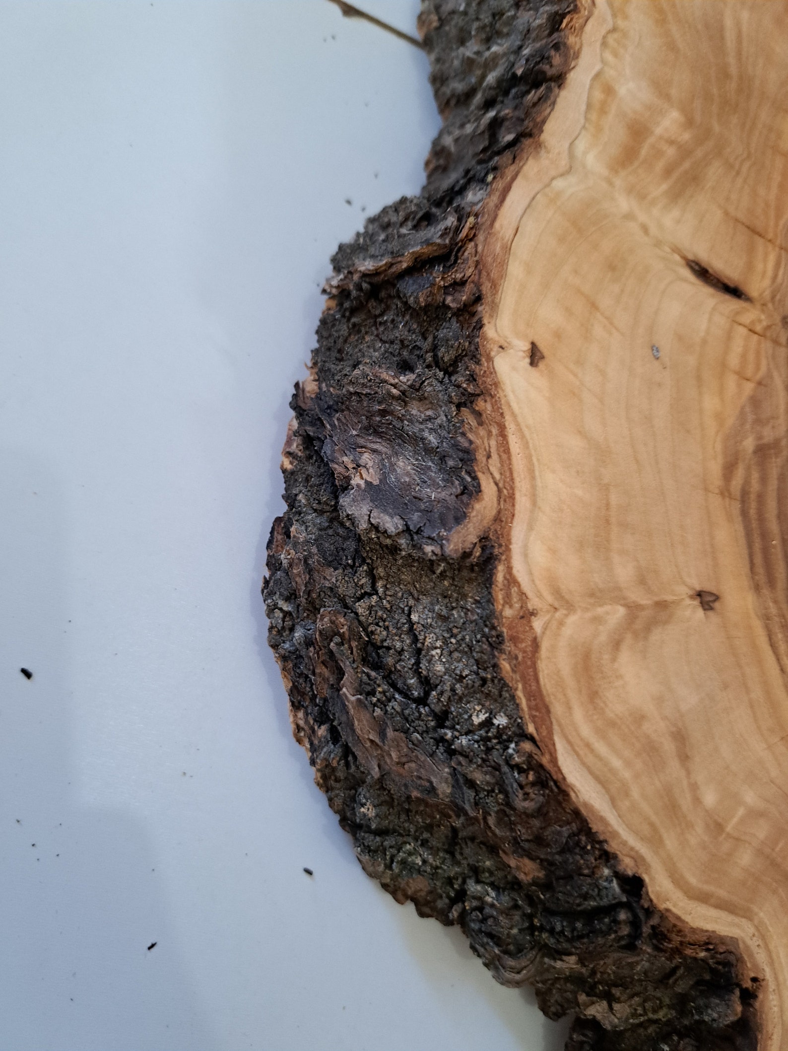 26 Olive Live Edge Wood Slab Live Edge Olive Burl Hole Wood Slice Huge ...