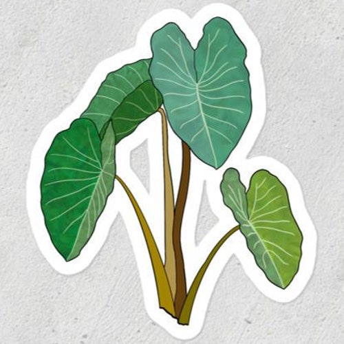 3 Leaf Kalo Plant SVG Taro Plant SVG Kalo SVG Leaf Png - Etsy Canada