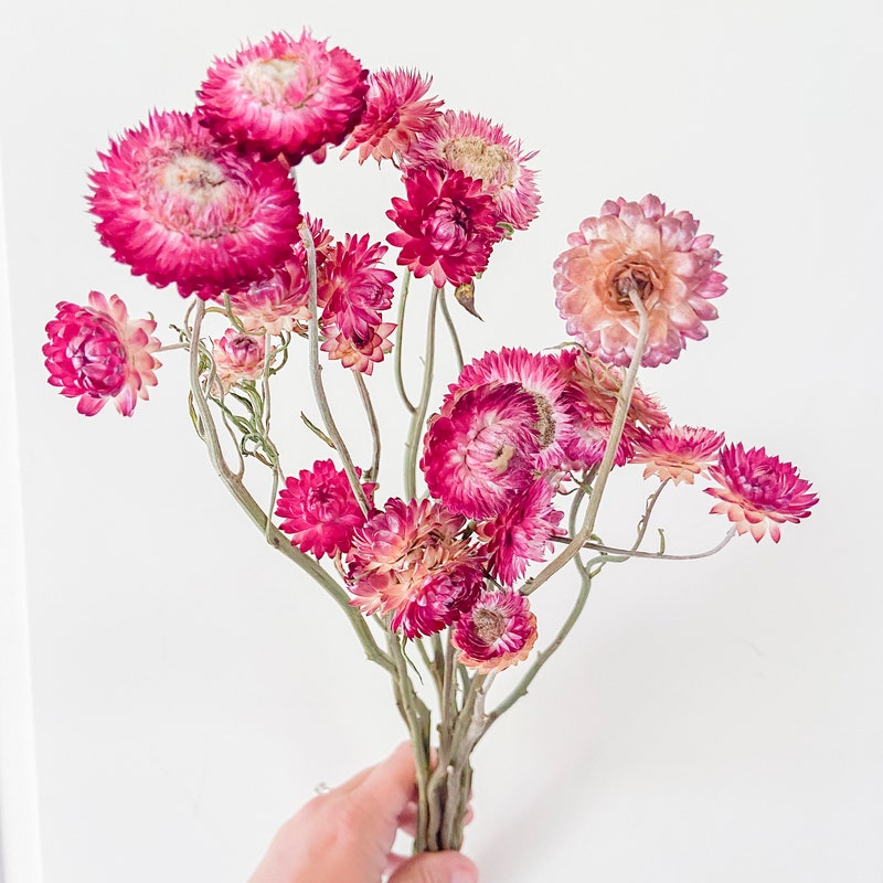 Strawflowers - Etsy