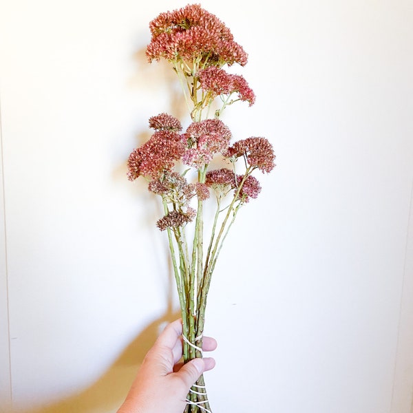 Autumn Joy Sedum - Etsy
