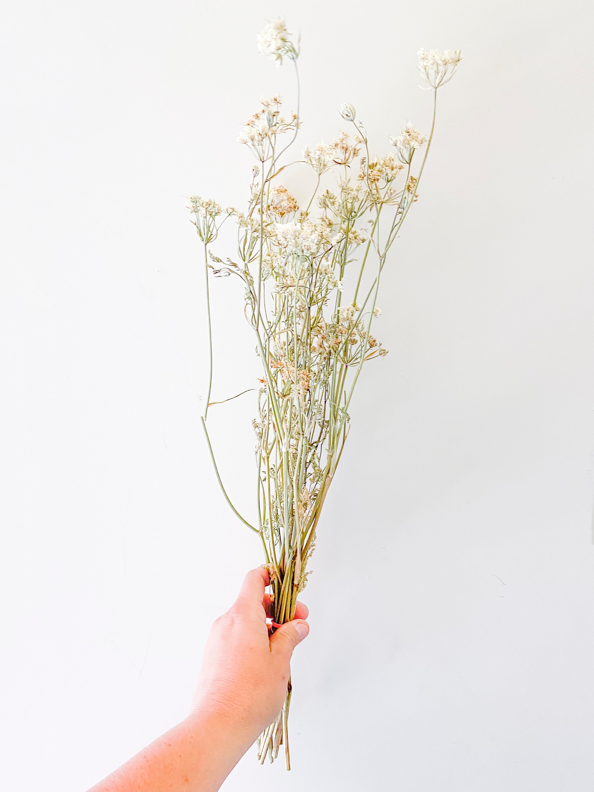 Dried Orlaya - Etsy