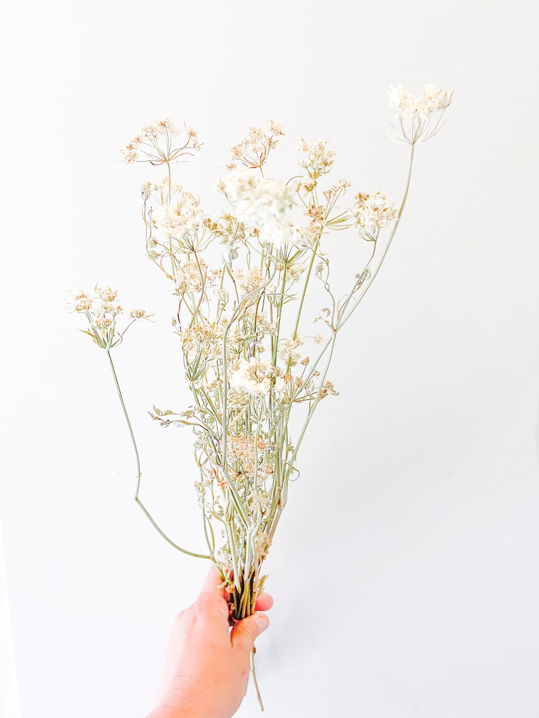 Dried Orlaya - Etsy