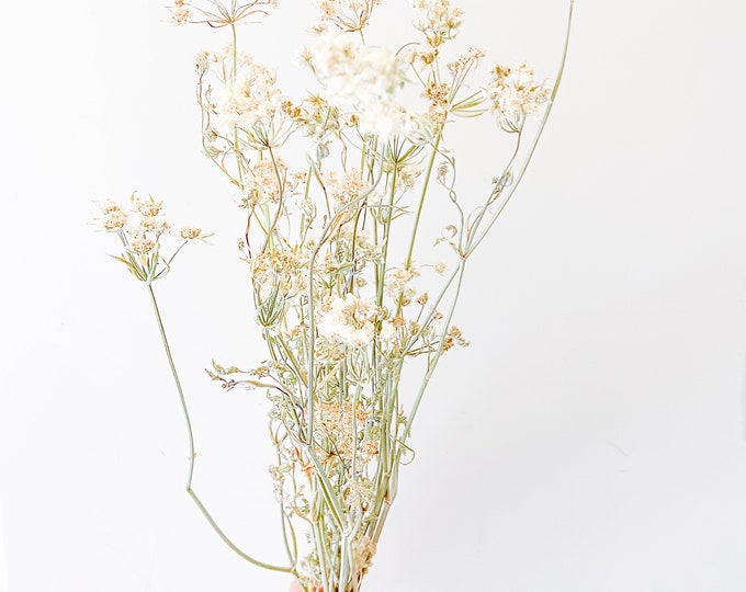 Dried Orlaya - Etsy