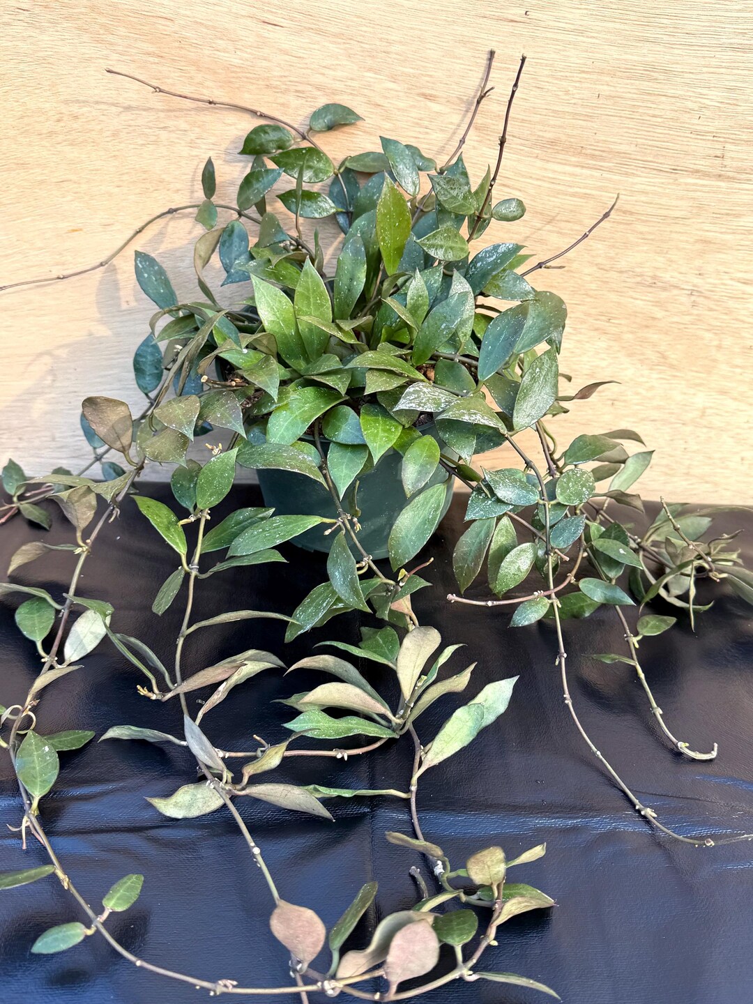 Hoya Rebecca in 6”pot - Rare Hoya - Wax Plant - Attractive Foliage ...