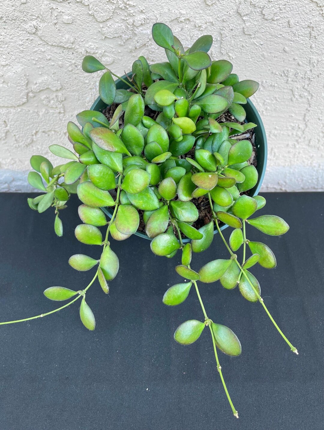 Hoya Panchoi in 6”pot - Rare Hoya - Wax Plant - Attractive Foliage ...