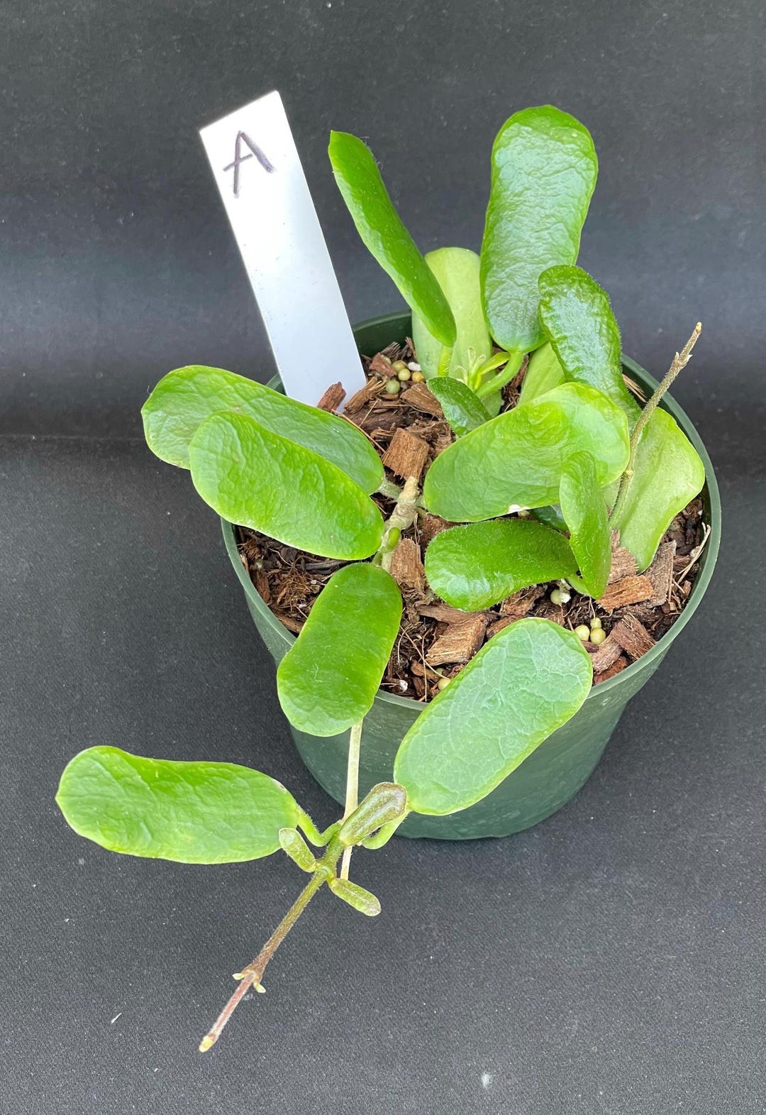 Hoya Rotundiflora in 4.5”pots - Rare Hoya - Wax Plant - Attractive ...