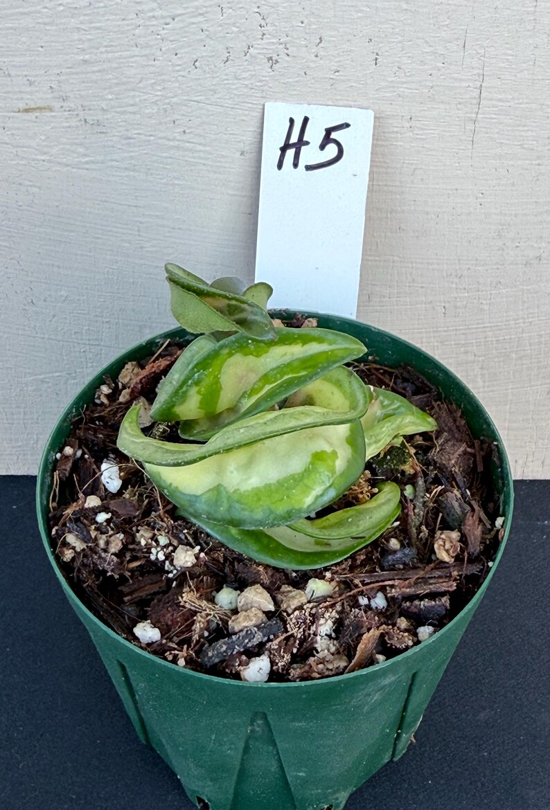 Hoya Compacta Variegated “mauna Loa” in 3”pots - Rare Hoya - Wax Plant ...