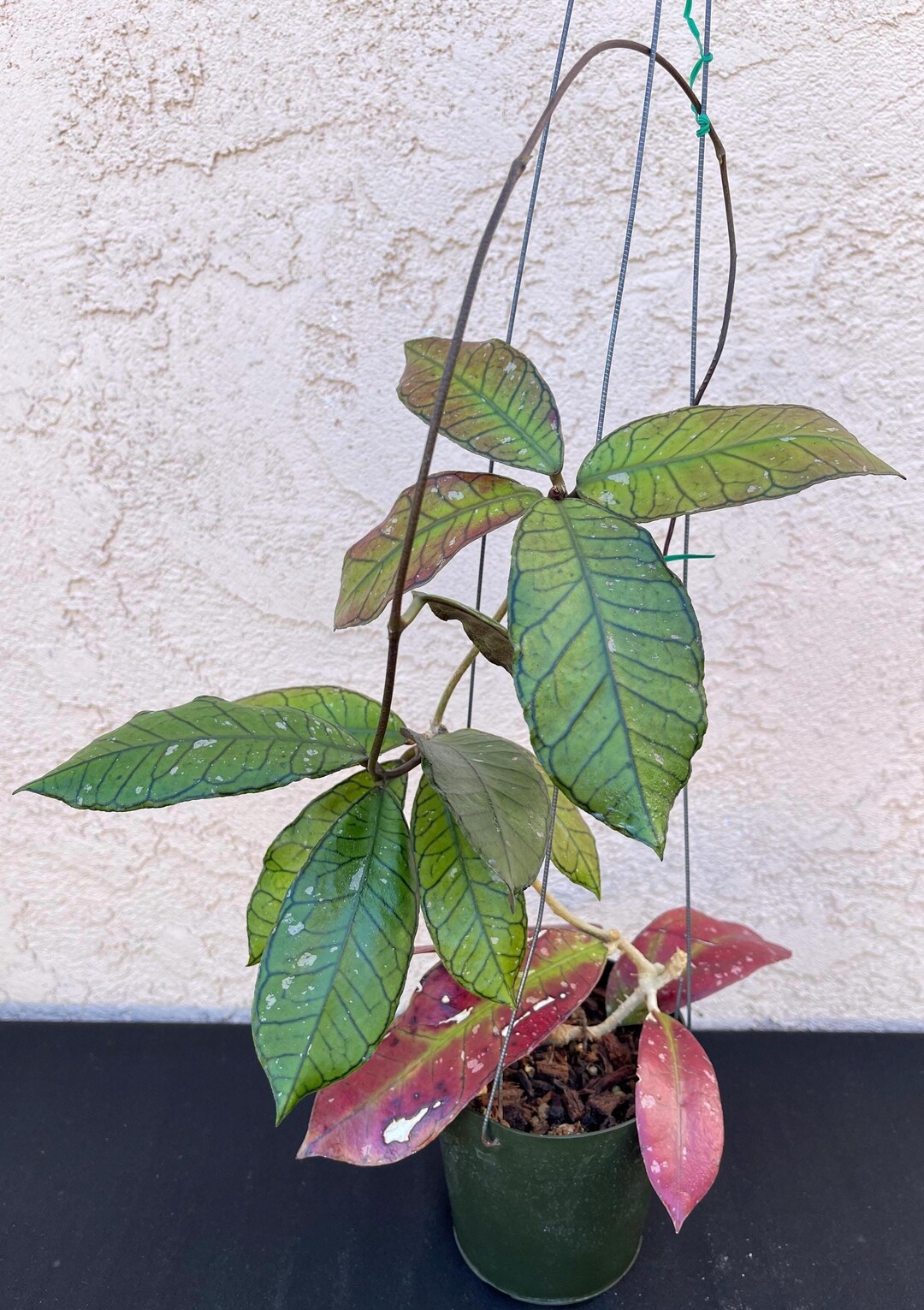 Hoya Gunung Gading in 4.5”pot - Rare Hoya - Wax Plant - Veined ...