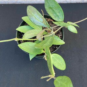 Hoya Silver Lady in 4.5pot Rare Hoya Wax Plant Attractive Foliage ...