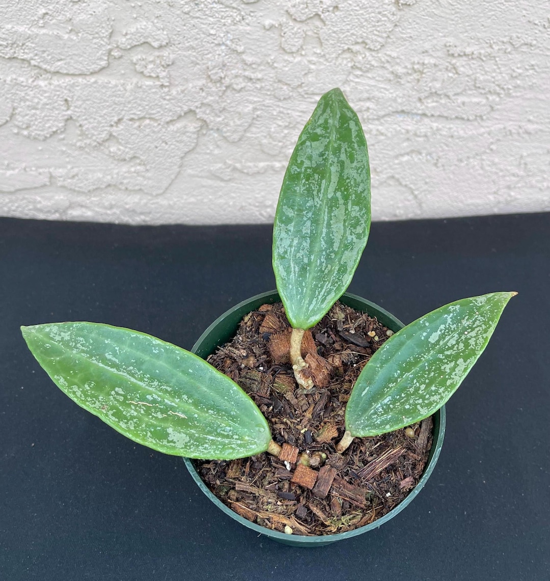 Hoya Rangsan in 4.5”pot - Rare Hoya - Wax Plant - Attractive Foliage ...