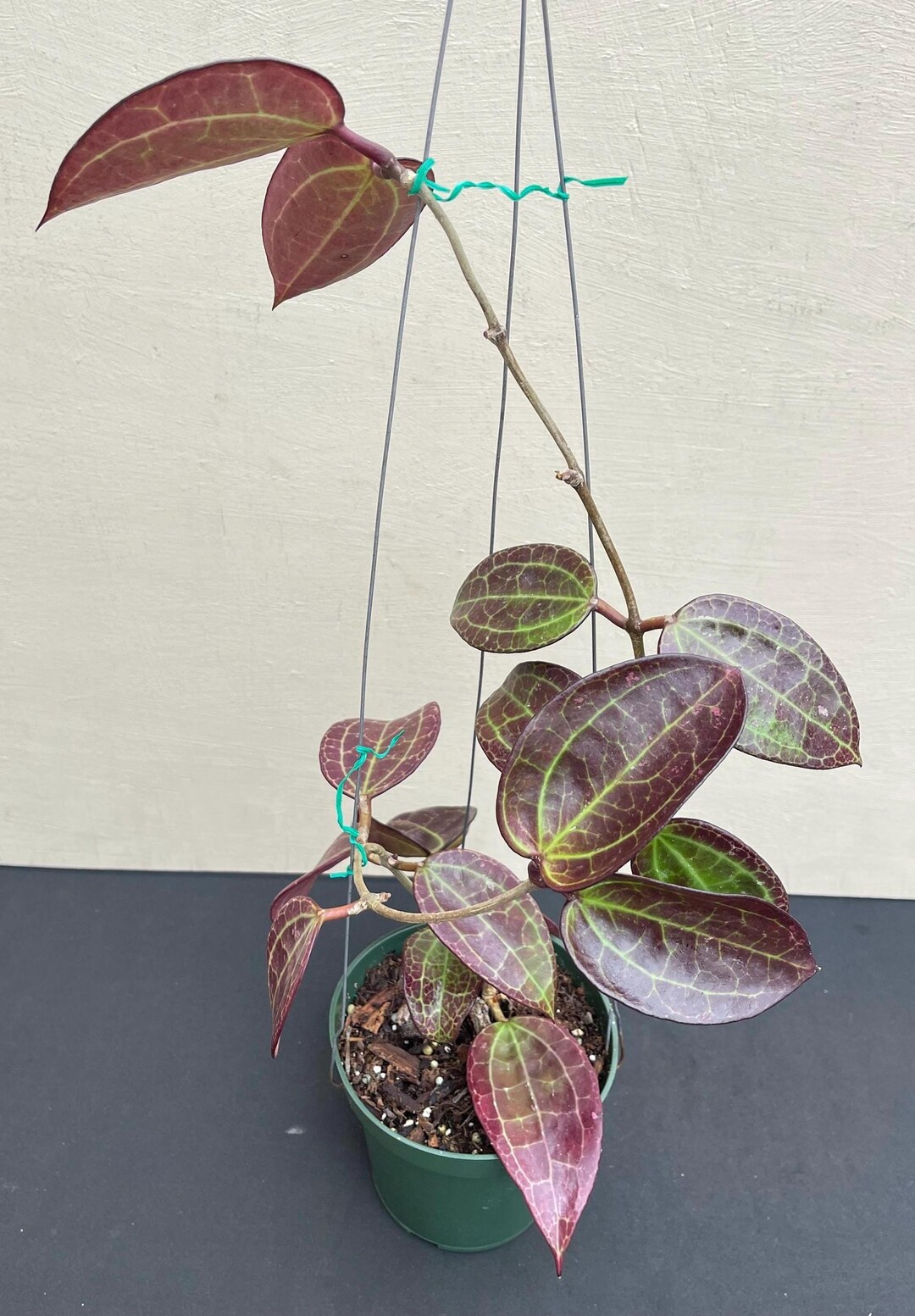 Hoya Sp.iv. WMZ (welsh Mountain Zoo) in 4.5”pot - Rare Hoya - Wax Plant ...