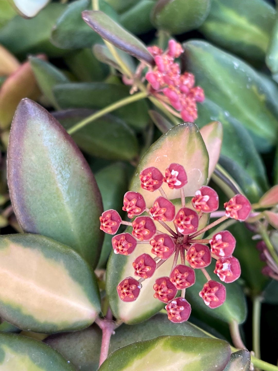 Hoya Sp. Aff. Burtoniae Variegated in 4.5pots Rare Hoya Wax Plant ...