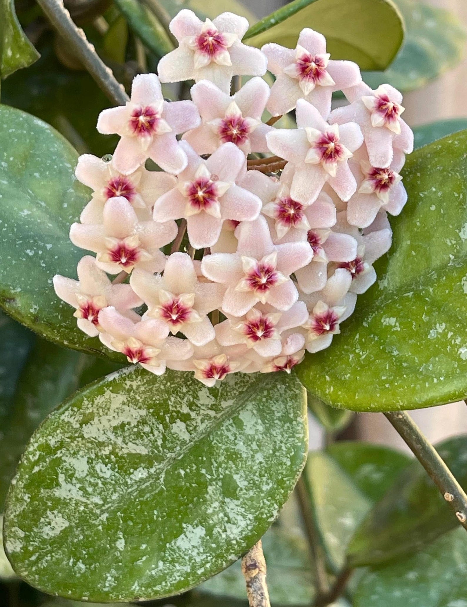Hoya Millie Sms 019 in 4.5”pots - Rare Hoya - Wax Plant - Attractive ...