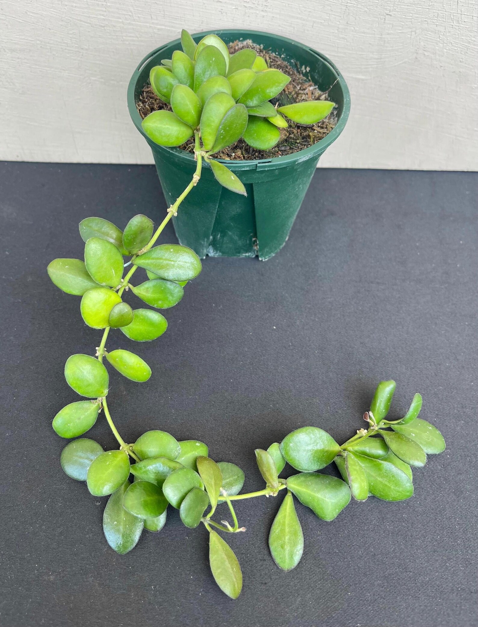 Hoya Panchoi in 4”pot - Rare Hoya - Wax Plant - Exact Plant - Beautiful ...