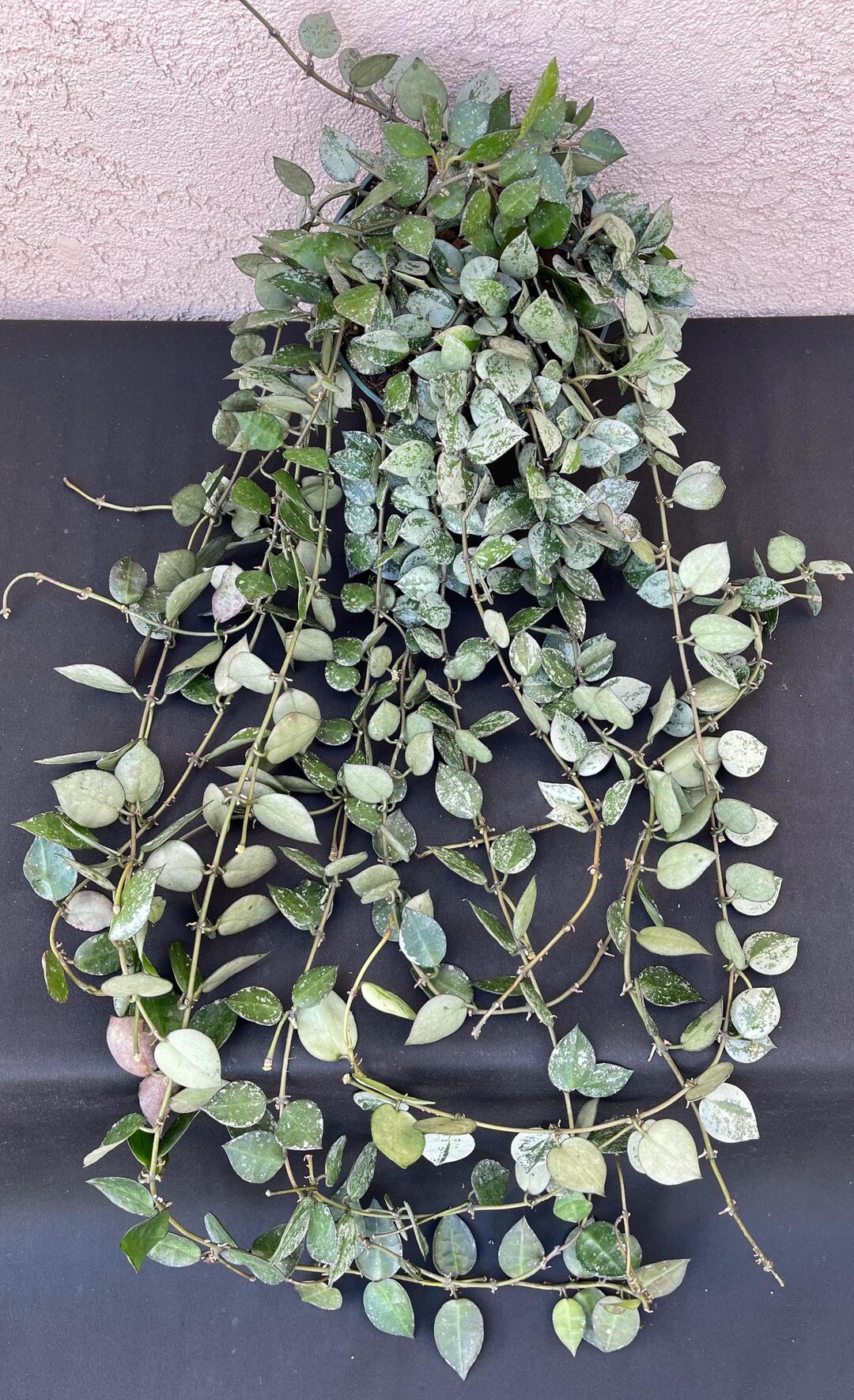 Hoya Krohniana Super Splash in 6pot-w/many Active Peduncles-longest ...