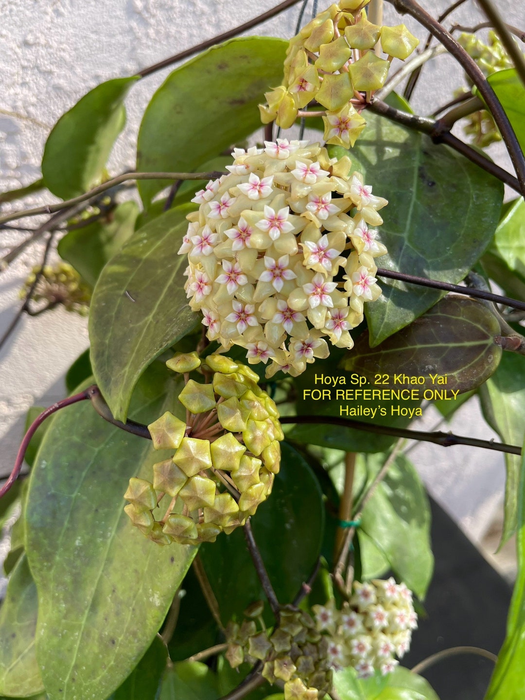 Hoya Sp.22 Khao Yai in 4.5pot Rare Hoya Wax Plant Attractive Foliage ...