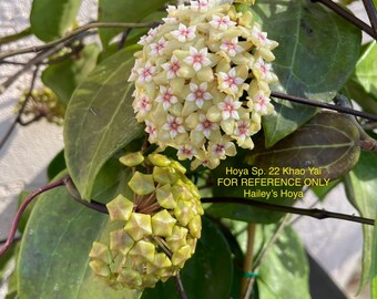 Hoya Vietnam AH-001 in 4.5”pot - Rare Hoya - Wax Plant - Attractive ...