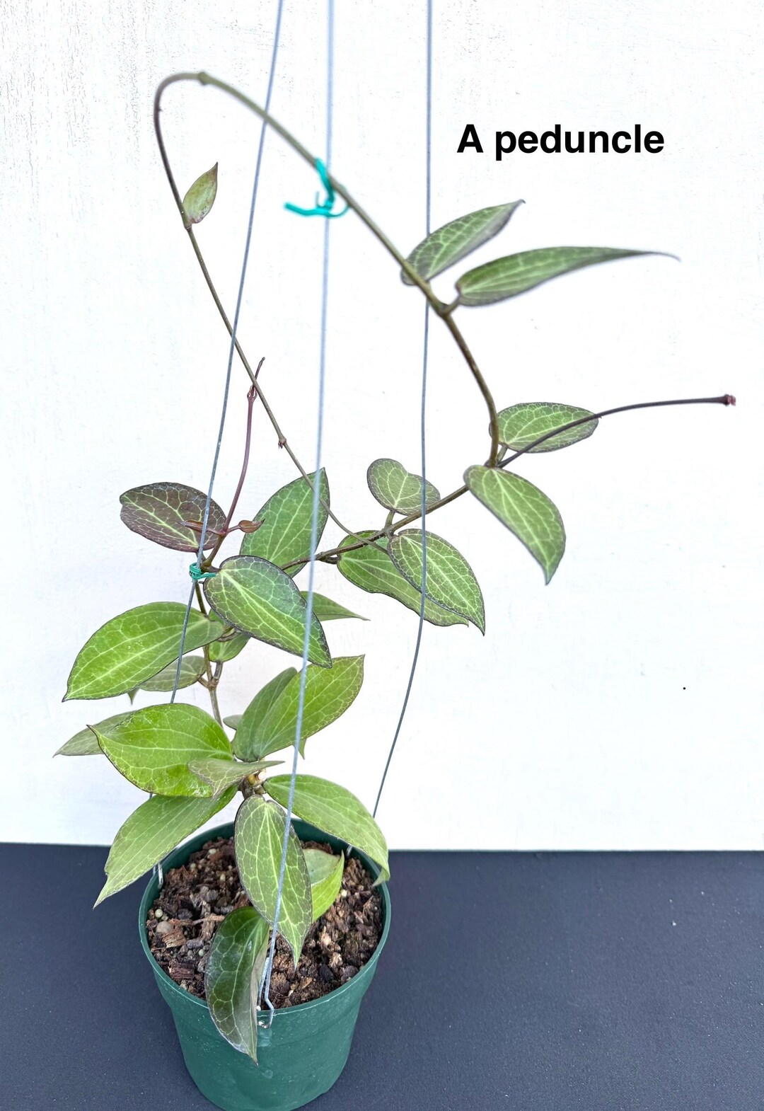 Hoya Nicholsoniae in 4.5”pot - Rare Hoya - Wax Plant - Exact Plant - Attractive Foliage ...