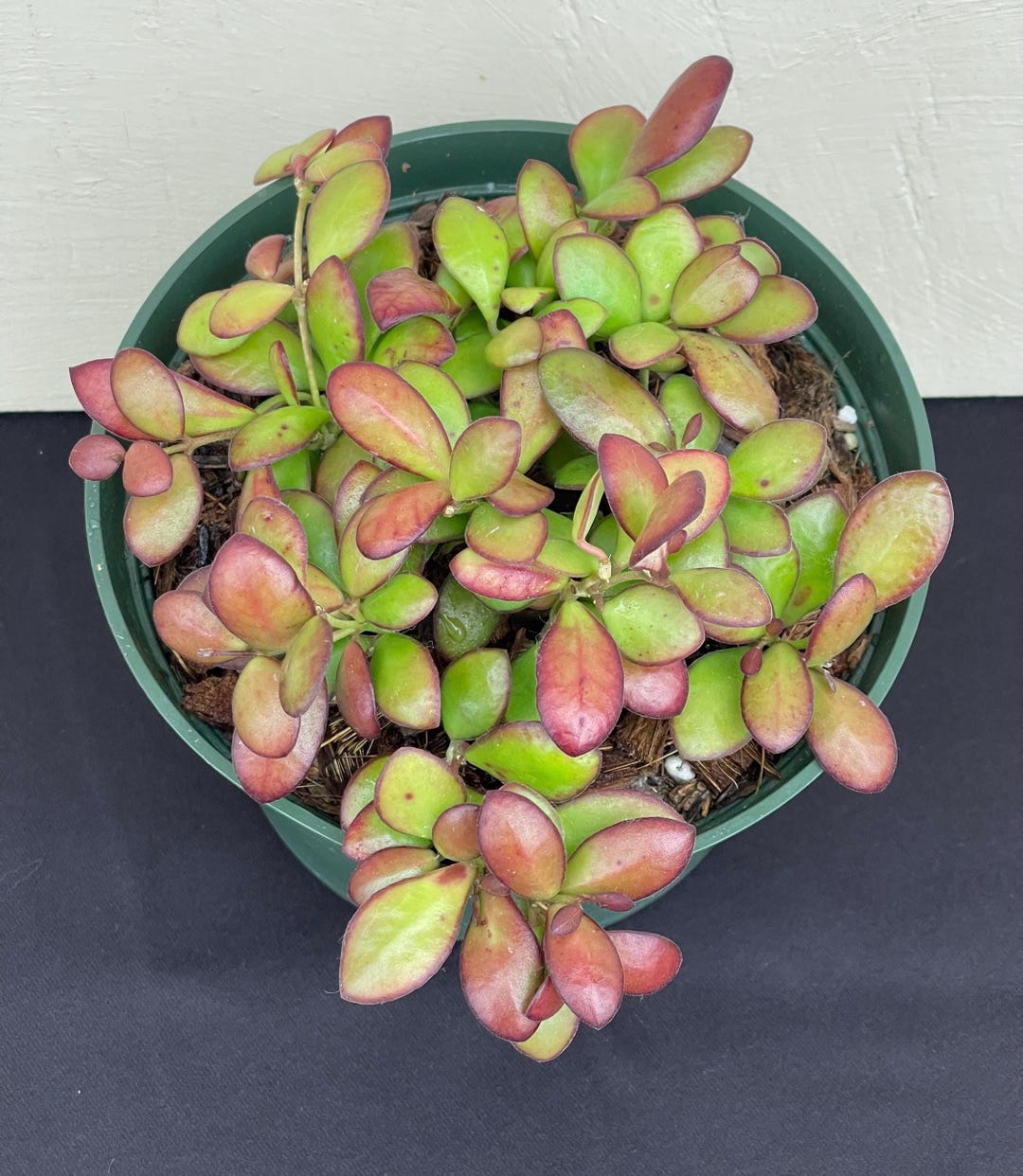 Hoya Panchoi in 6”pot - Rare Hoya - Wax Plant - Exact Plant - Beautiful ...