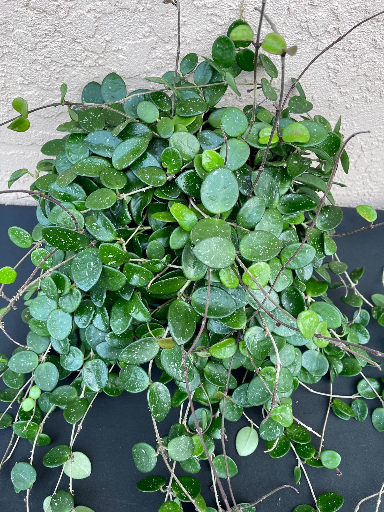 Hoya Mathilde in 8”pot, W/20+ Peduncles - Rare Hoya - Wax Plant ...