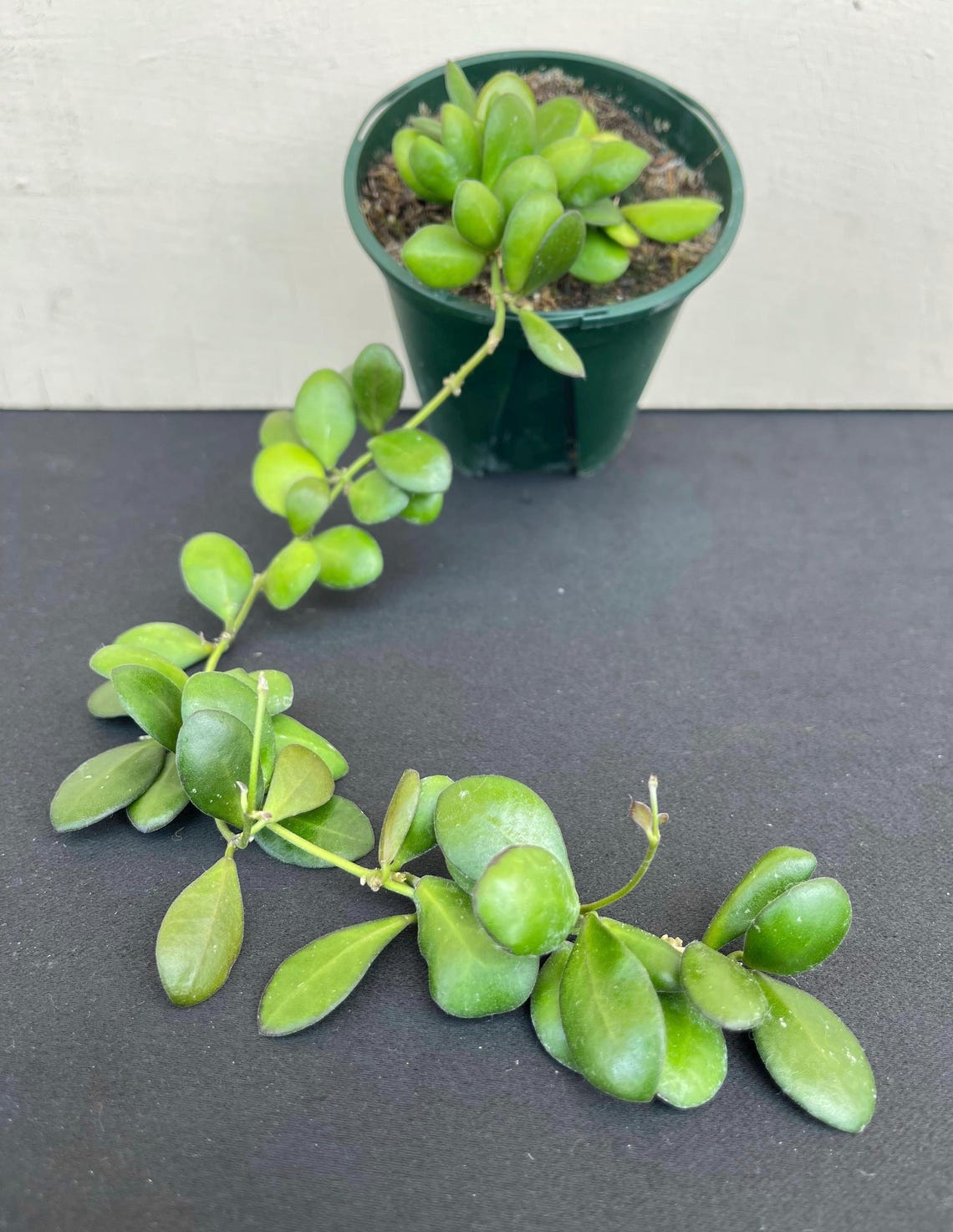 Hoya Panchoi in 4”pot - Rare Hoya - Wax Plant - Exact Plant - Beautiful ...