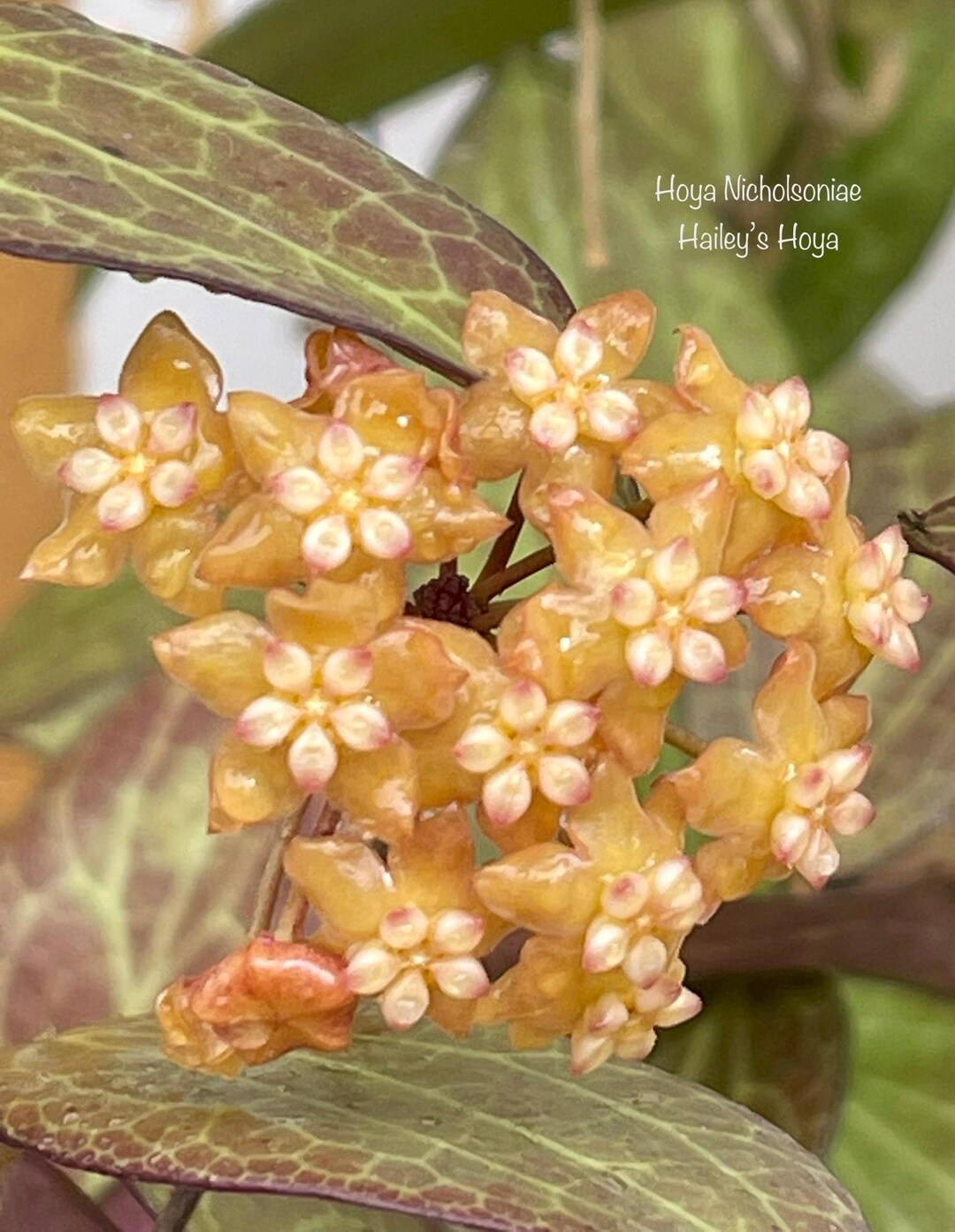 Hoya Nicholsoniae in 4.5”pots - Rare Hoya - Wax Plant - Attractive ...