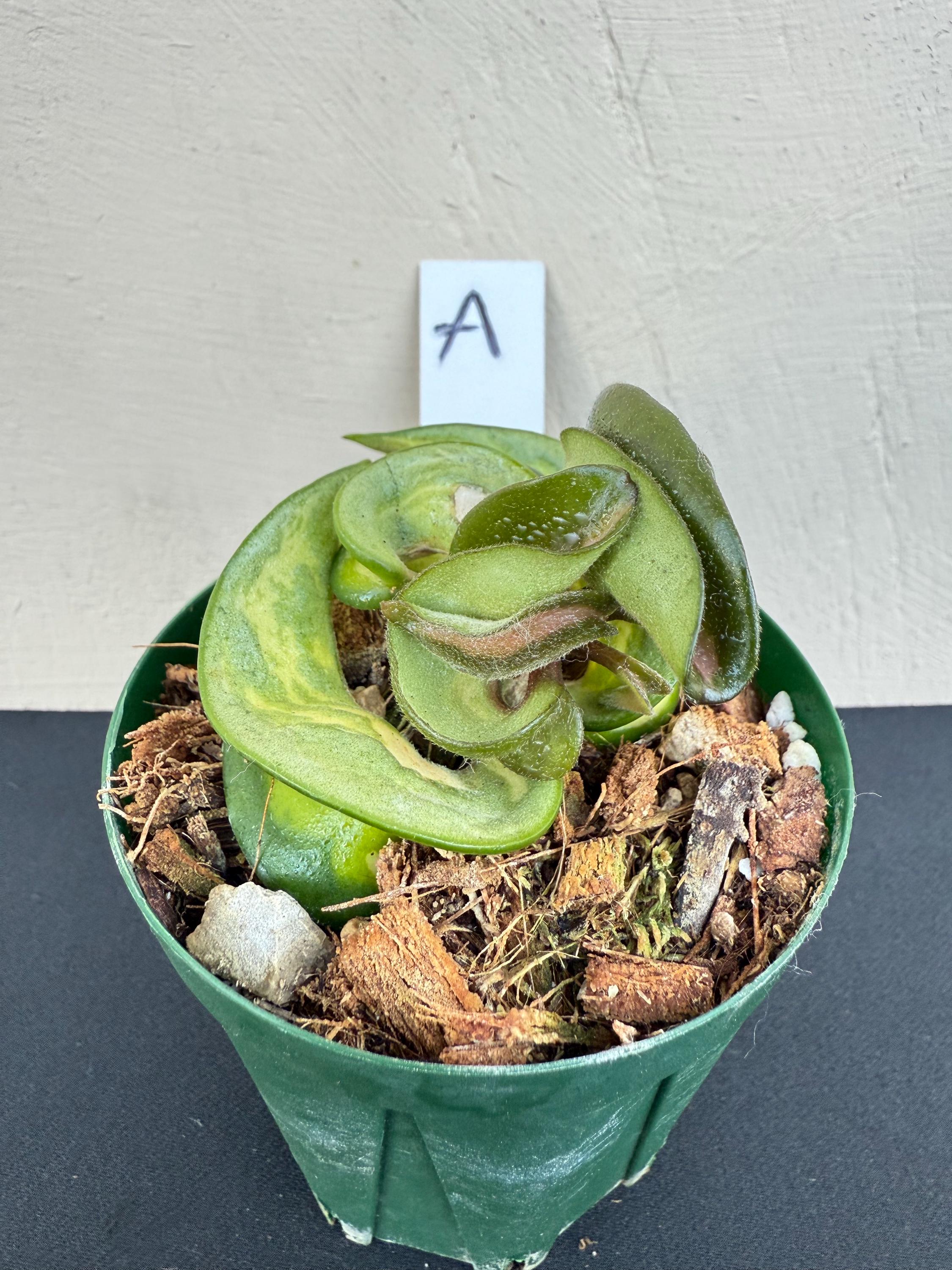 Hoya Compacta Variegated “mauna Loa” in 3”pots - Rare Hoya - Wax Plant ...