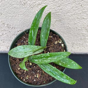 Hoya Minibelle Splash in 4.5"pot - Rare Hoya - Wax Plant - Attractive ...