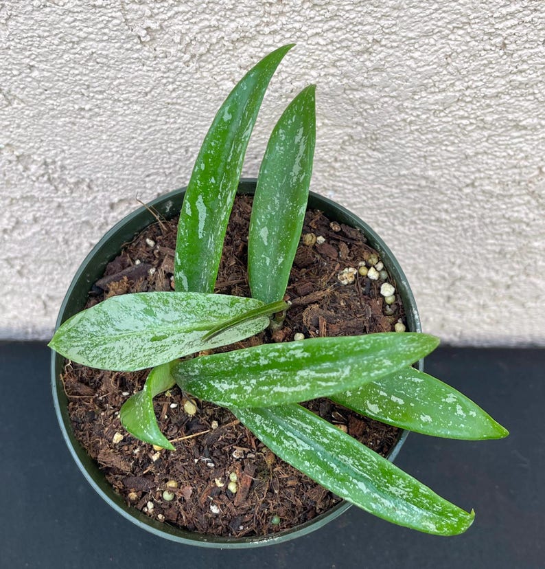 Hoya Minibelle Splash in 4.5pot Rare Hoya Wax Plant Attractive Foliage ...
