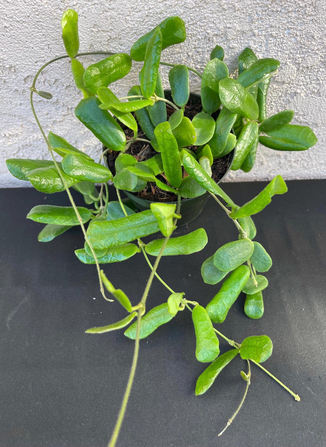 Hoya Rotundiflora in 4.5pot Rare Hoya Wax Plant Attractive Foliage ...