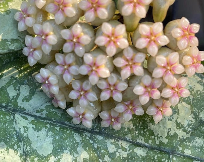 Hoya Crassipetiolata Splash in 4.5”pot - Rare Hoya - Wax Plant - Exact ...