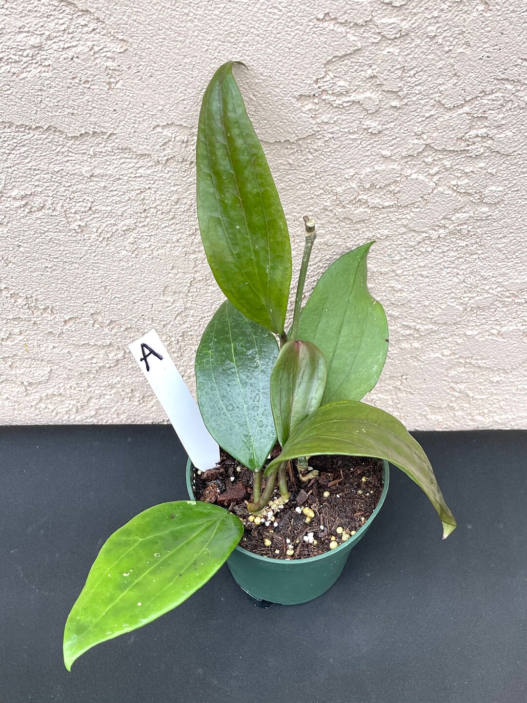 Hoya Rigida Cream Flower in 4.25pots Rare Hoya Wax Plant Attractive ...