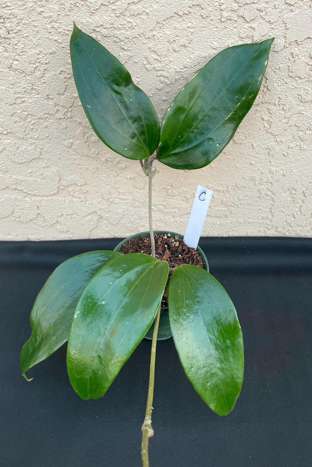 Hoya Rigida Big Leaves With Green Flowers in 4.5”pots - Rare Hoya - Wax ...