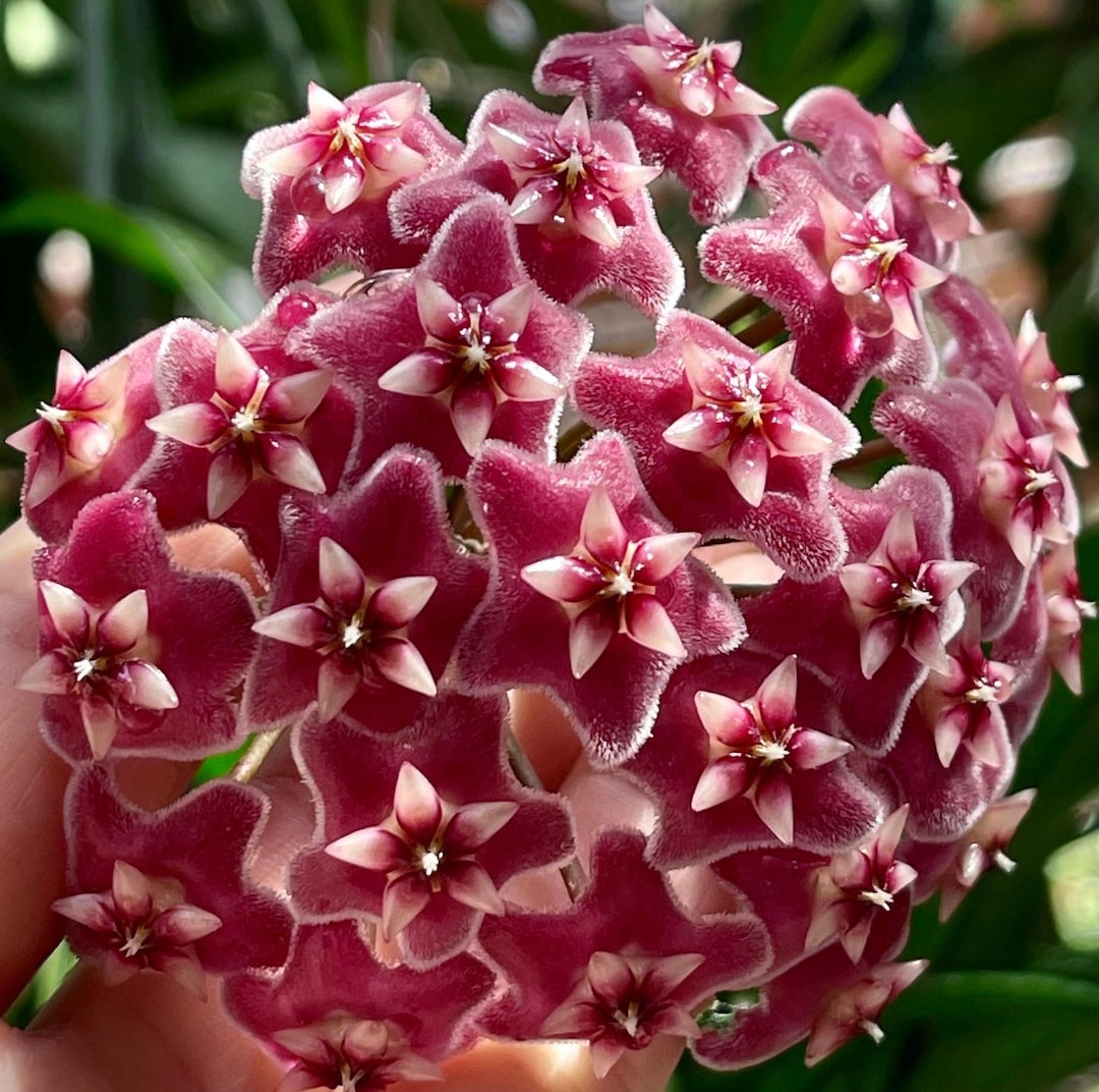 Hoya Pubicalyx Pink Silver in 6”pots - Rare Hoya - Wax Plant ...