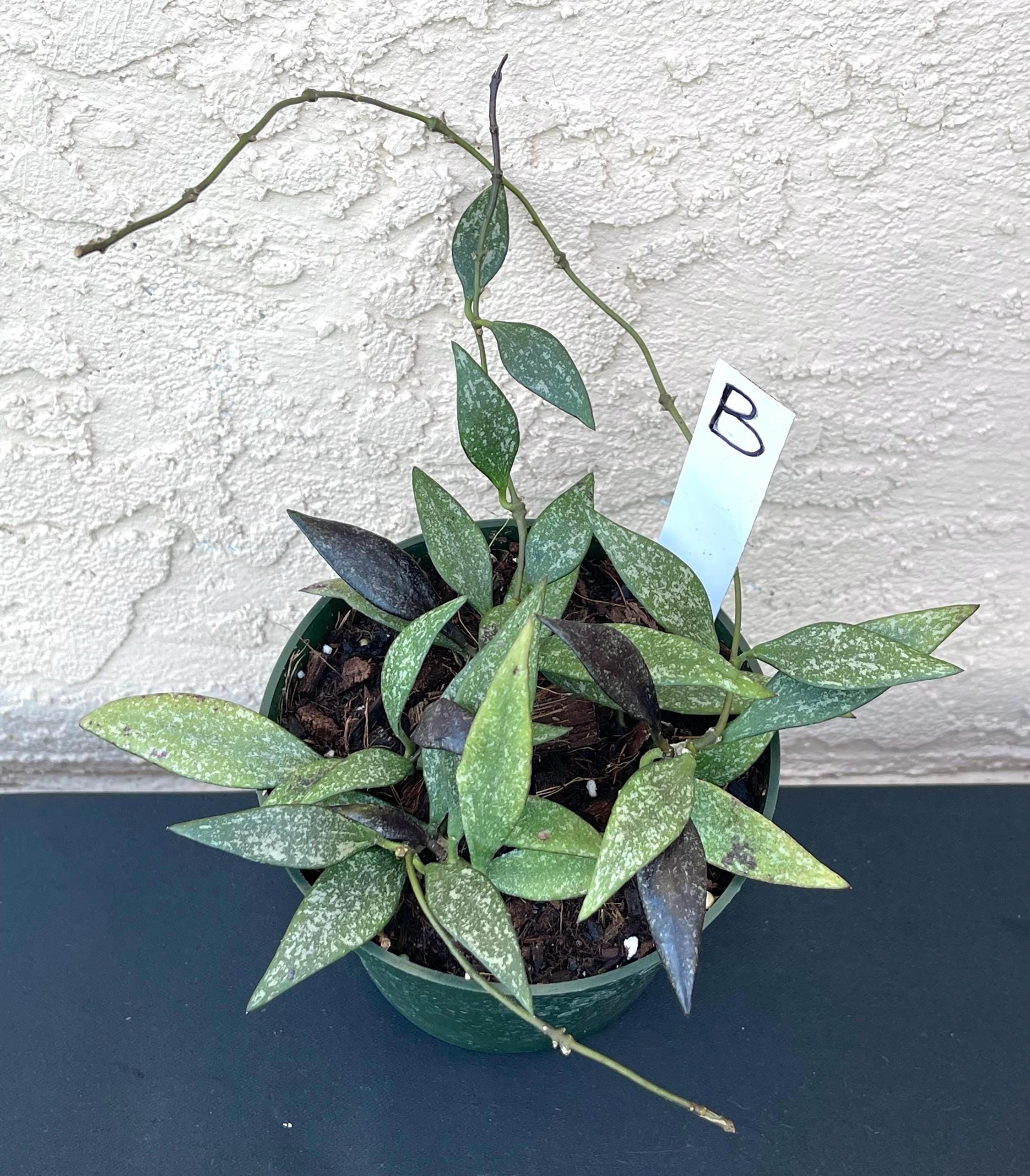 Hoya Parviflora Splash in 4.5”pots - Rare Hoya - Wax Plant - Attractive ...