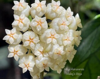 Hoya Millie Sms 019 in 4.5”pots - Rare Hoya - Wax Plant - Attractive ...