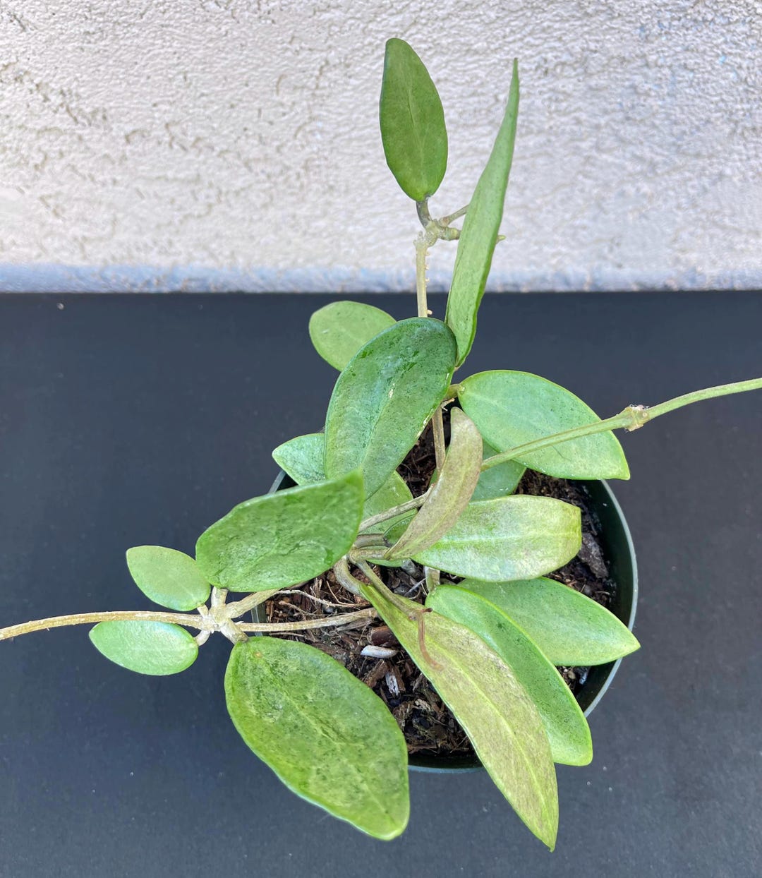 Hoya Silver Lady in 4.5pot Rare Hoya Wax Plant Attractive Foliage ...